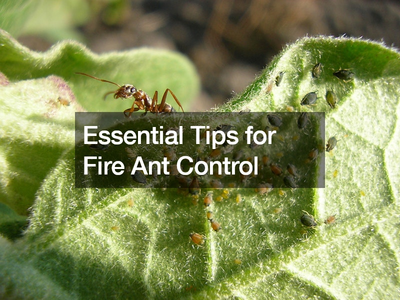 Essential Tips for Fire Ant Control - Web Lib